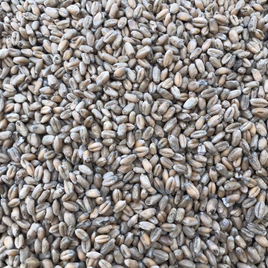 Зерно пшеница