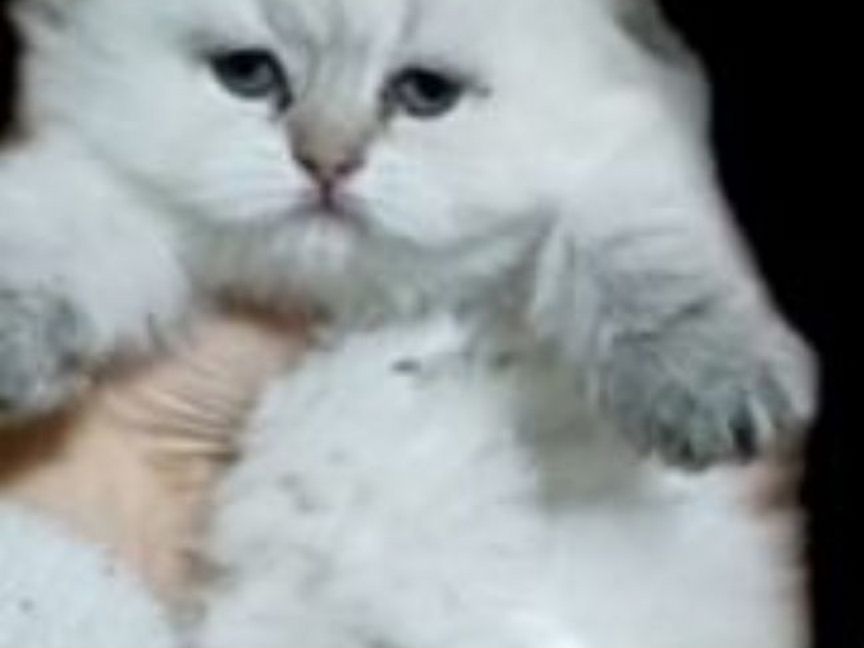 Шотландская серебристая шиншилла