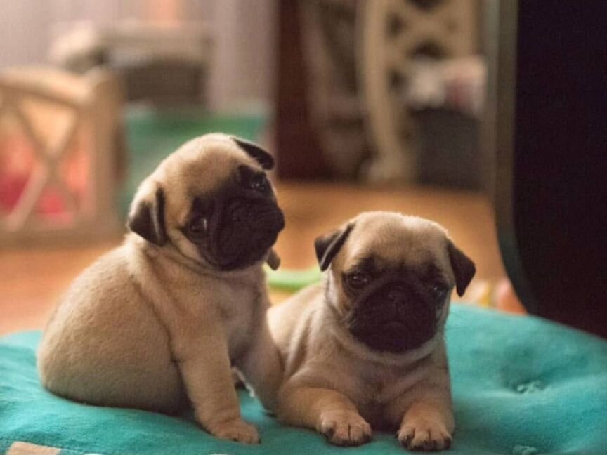 Щенки мопса