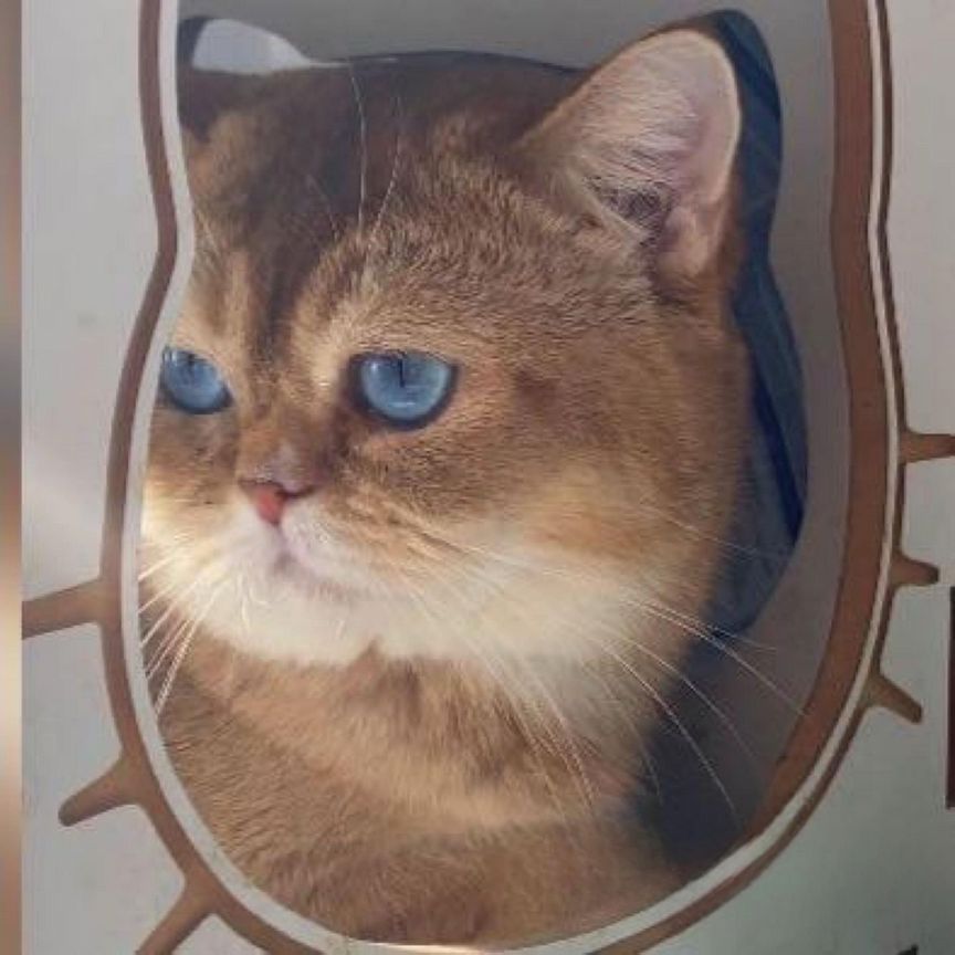 Британский кот дгг
