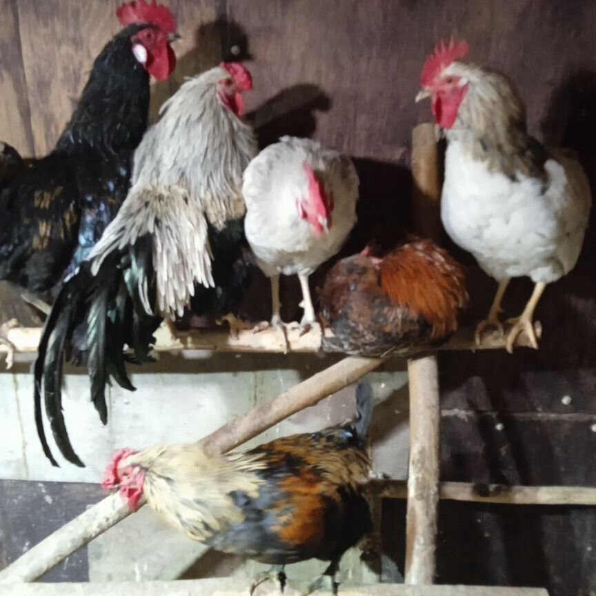 Домашние петухи
