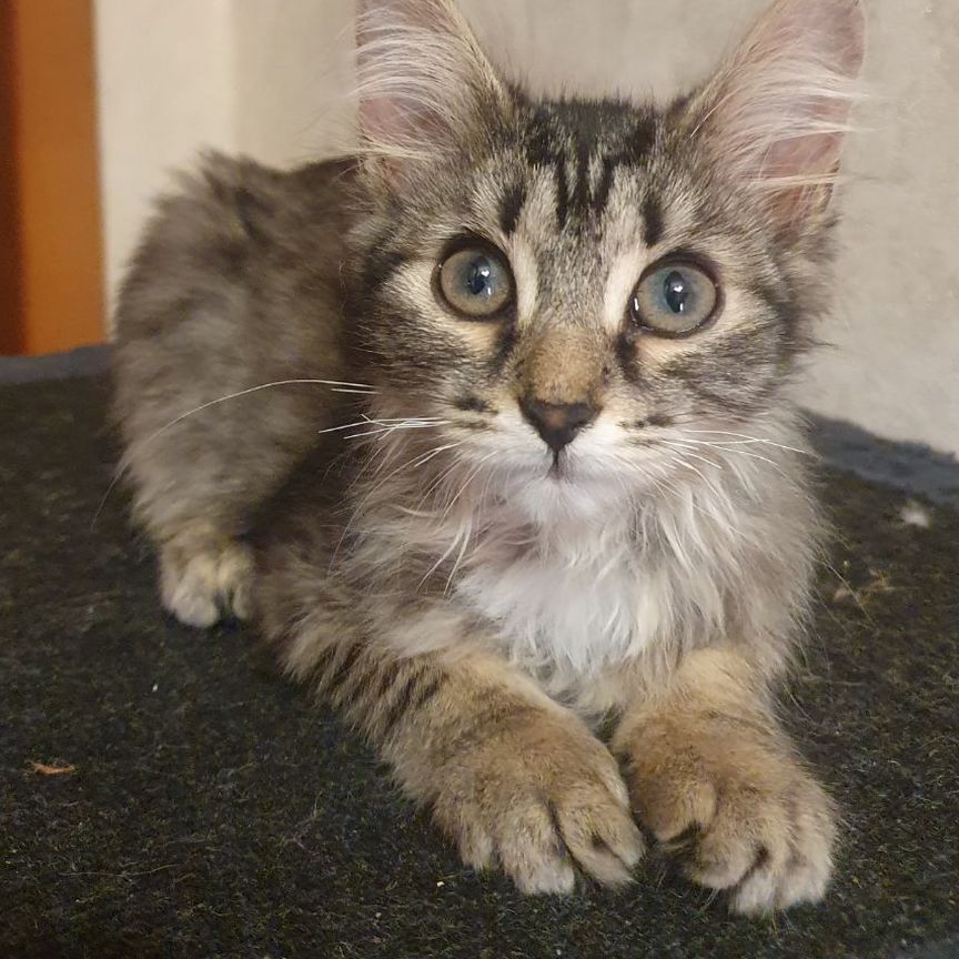 Кошка 4 месяца