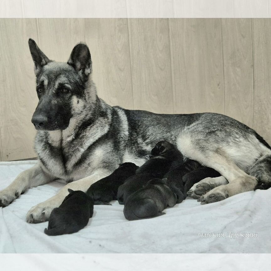 Восточноевропейская овчарка, щенок