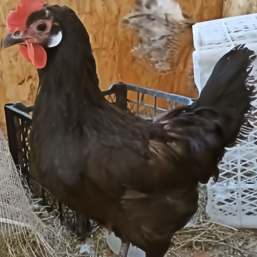 Чёрная Курица несушка