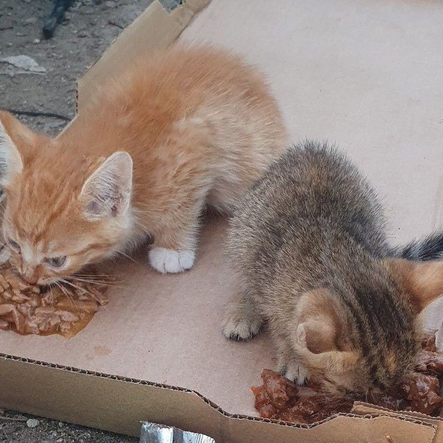 2 котёнка в хорошие руки маленькие