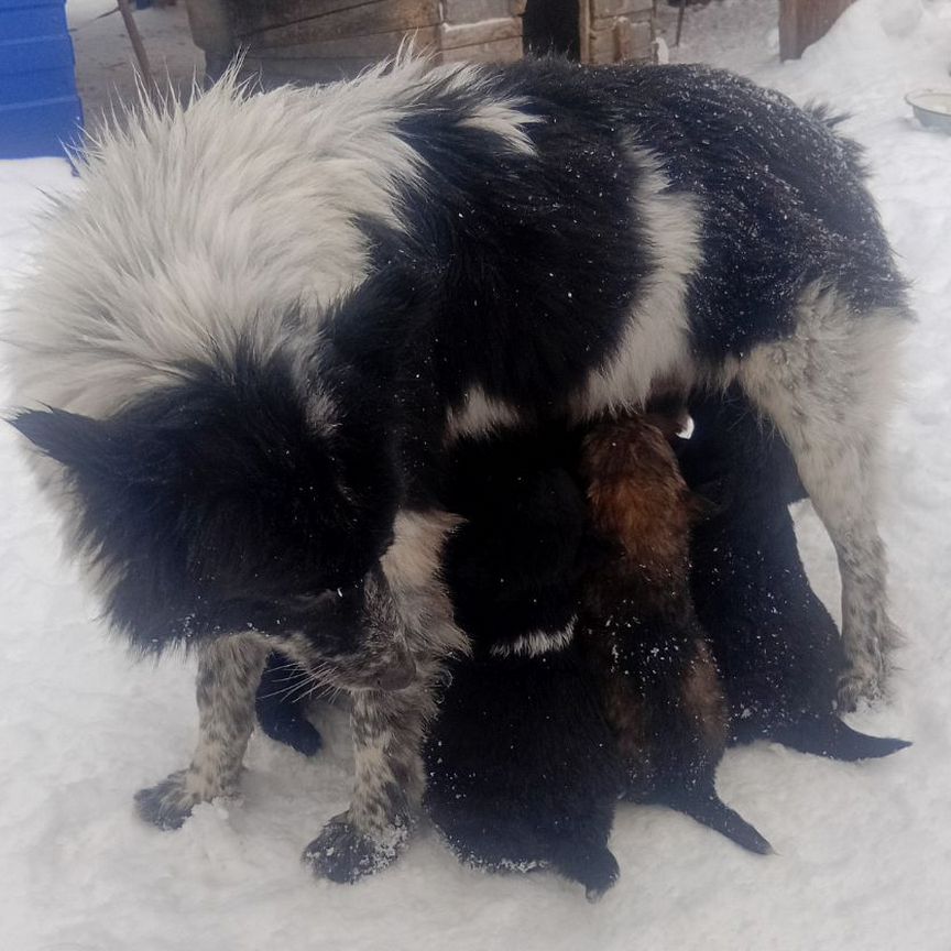 Лайка, щенок