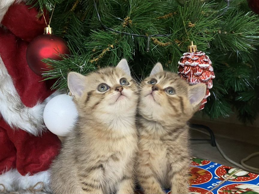 Британские котята