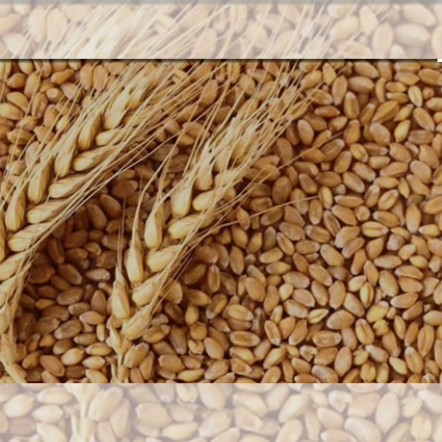 Пшеница