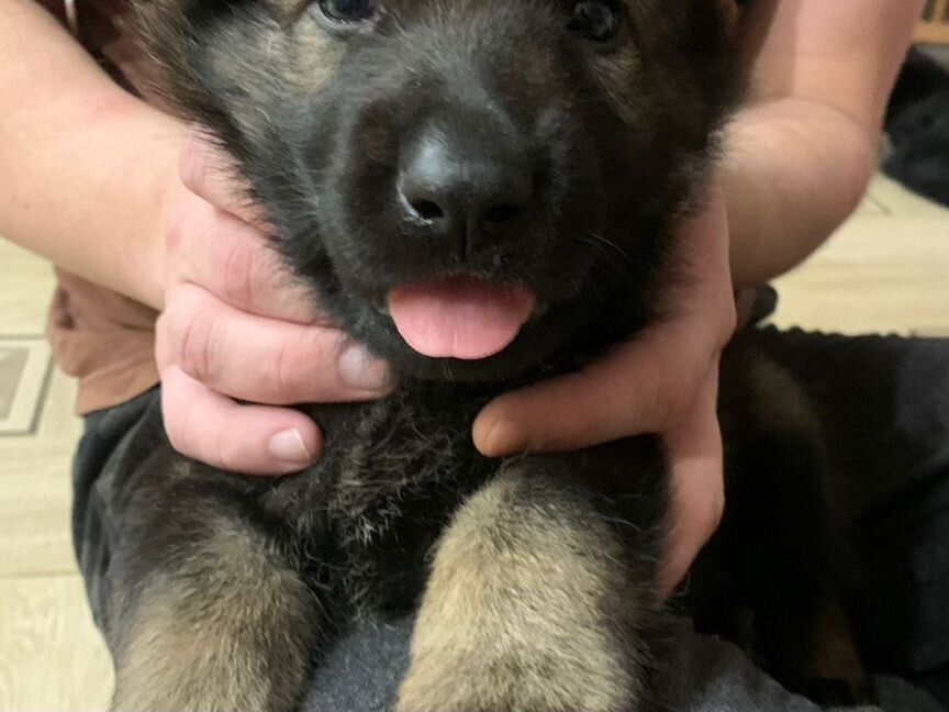 Собака овчарка восточноевропейская