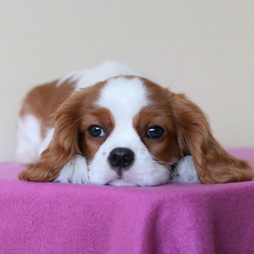 Мама,жду тебяКавалер Кинг Чарльз Спаниель