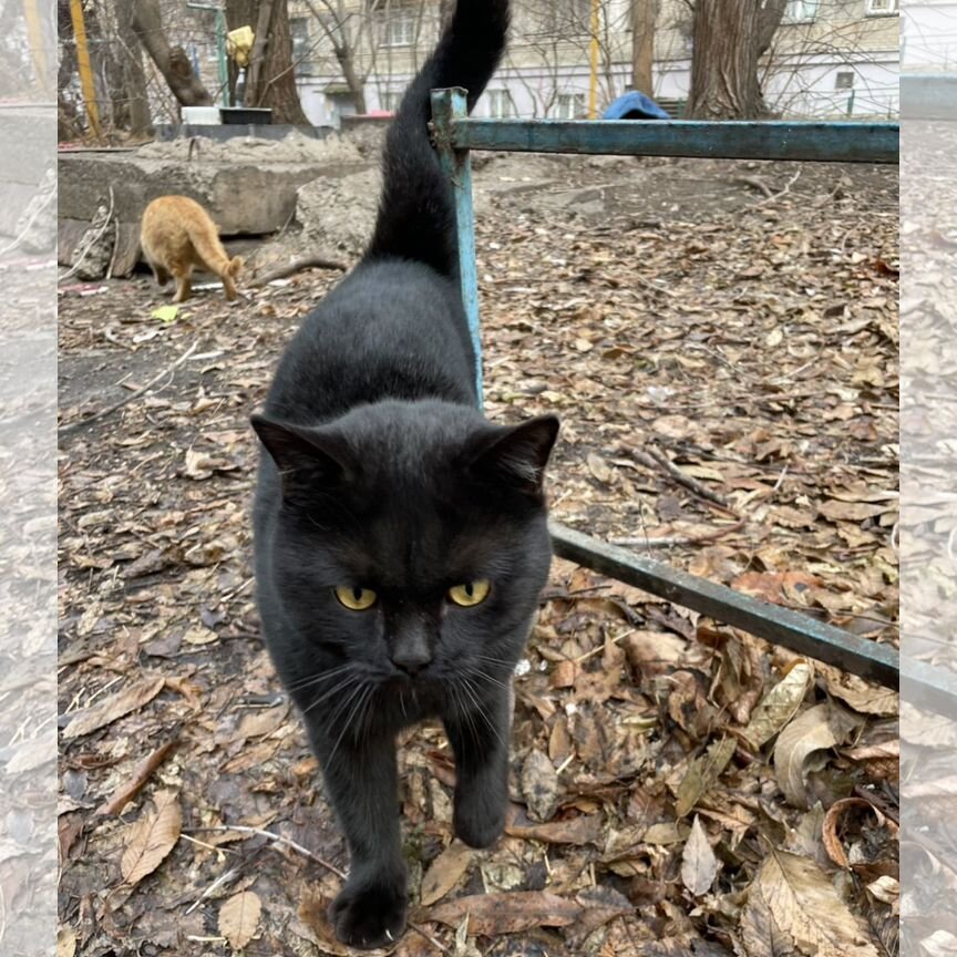 Шотландский прямоухий короткошёрстный кот, взрослый