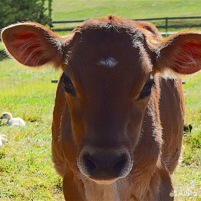 Телка 2 недели