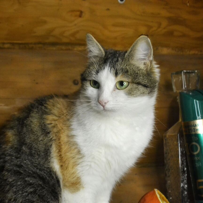 Кошечка ловчая