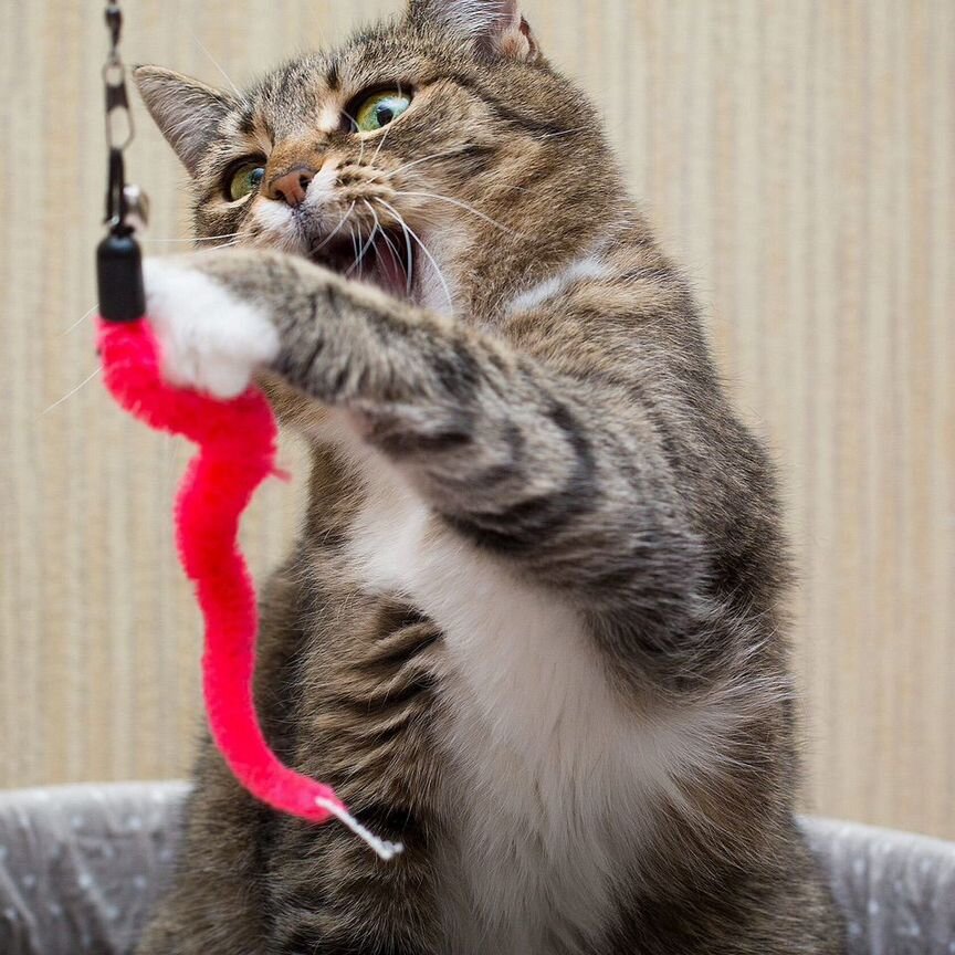 Кошка Симона