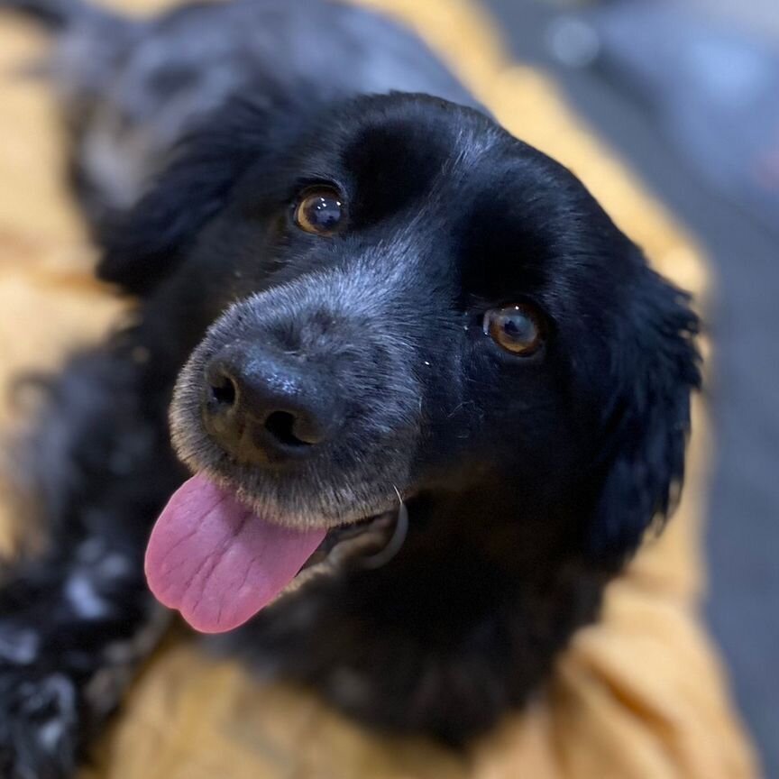 Американский кокер-спаниель, взрослая собака