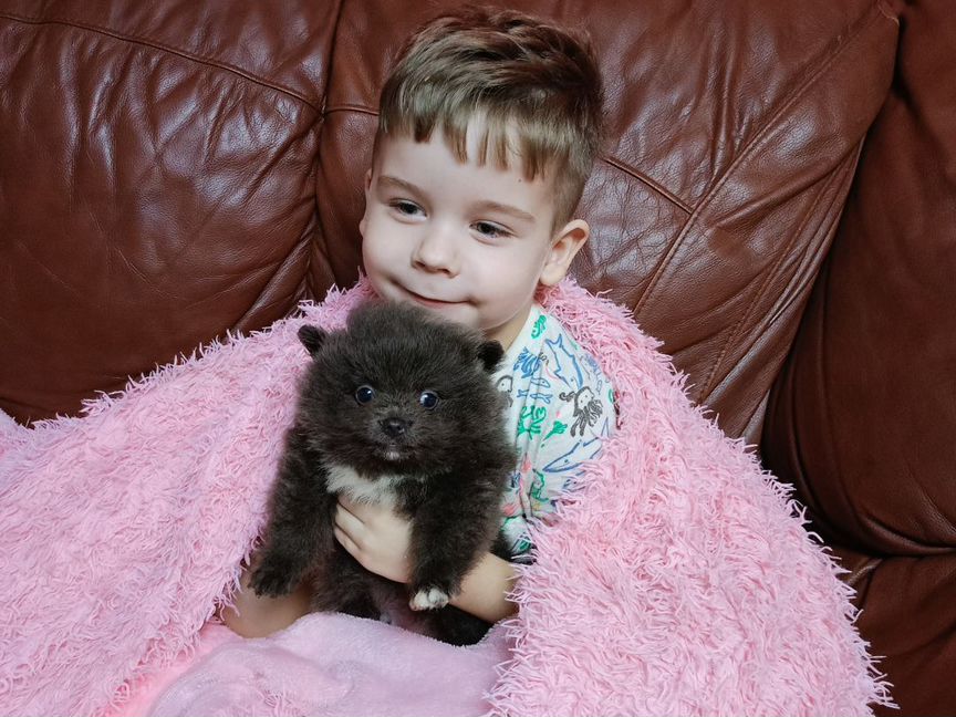 Мальчик шпица Мега крутой голубого окраса