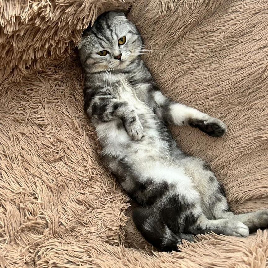 Шотландский вислоухий кот бесплатно