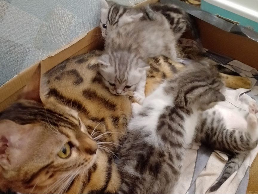 Котята в добрые руки бесплатно
