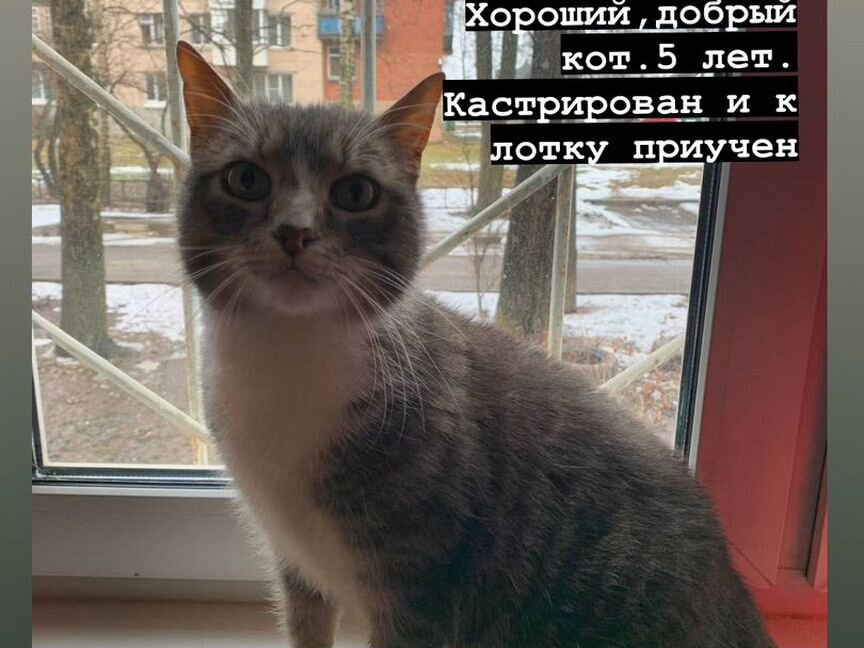 Кот Кузя
