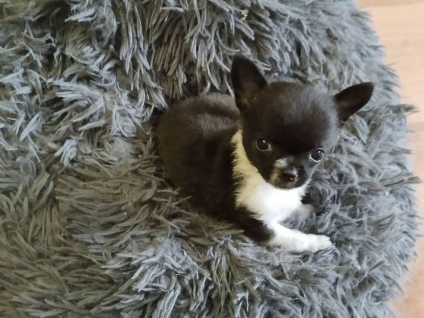 Продам щенка чихуахуа мини