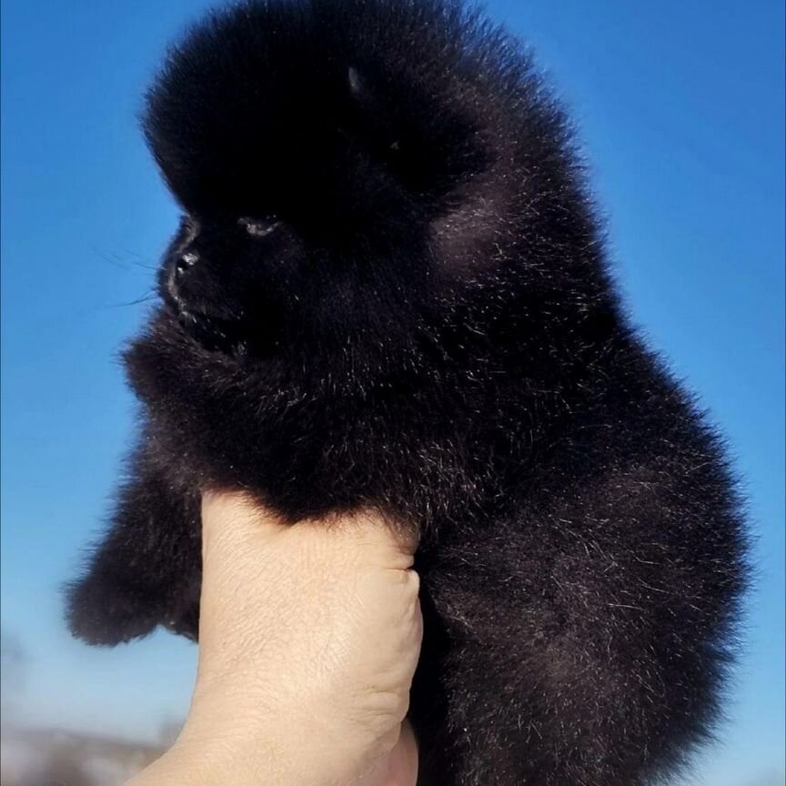 Щенки шпица