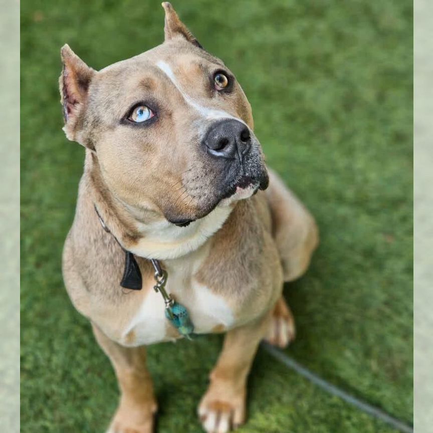 Американский питбультерьер, взрослая собака