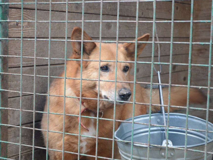 Джек ищет дом (собака из приюта)