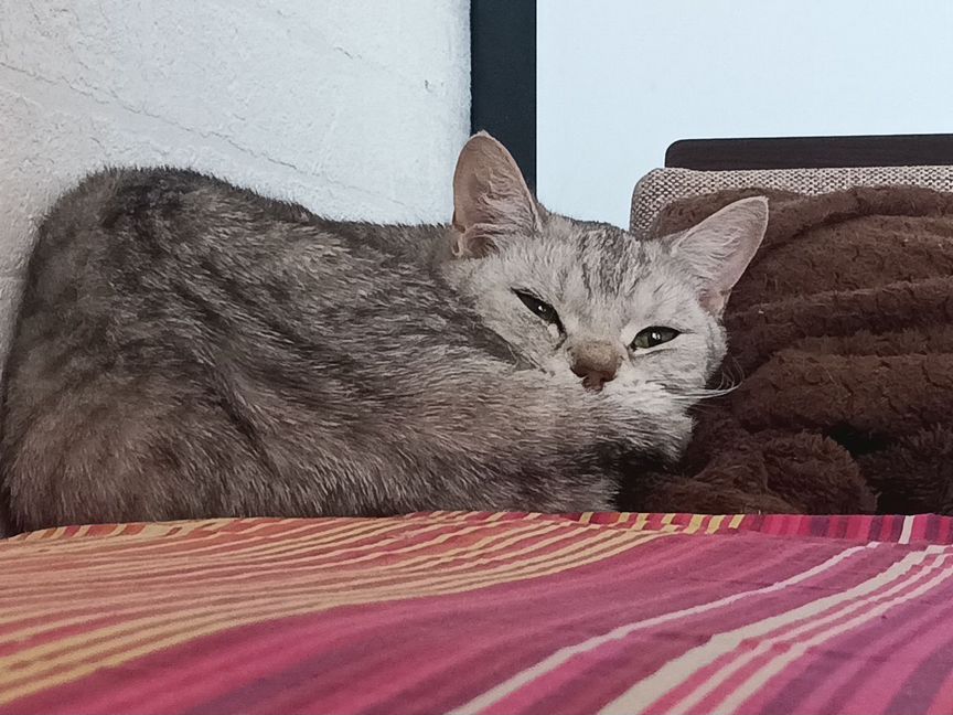 Кошка британка не вислоухая