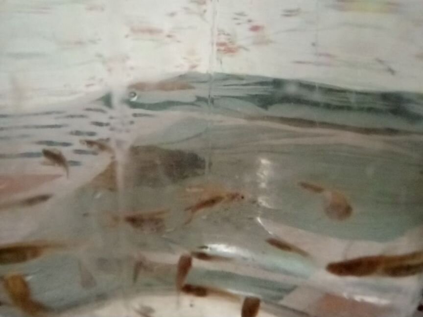 Аквариумные рыбки