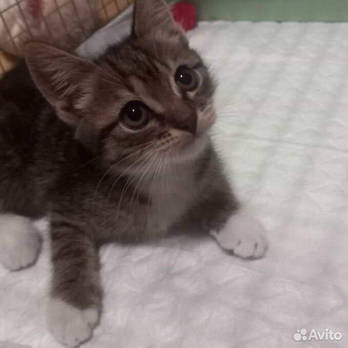 Зайчик Или Зая