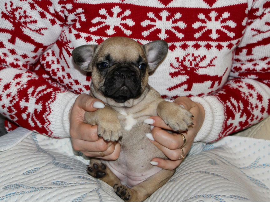 Французский бульдог щенки