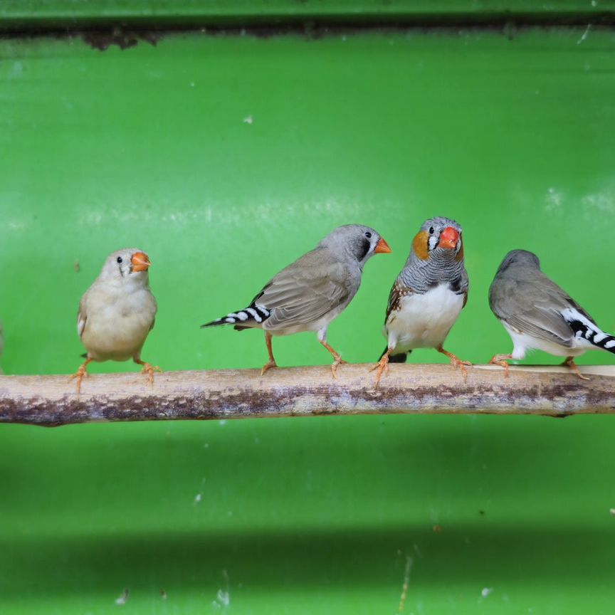 Декоративные птицы