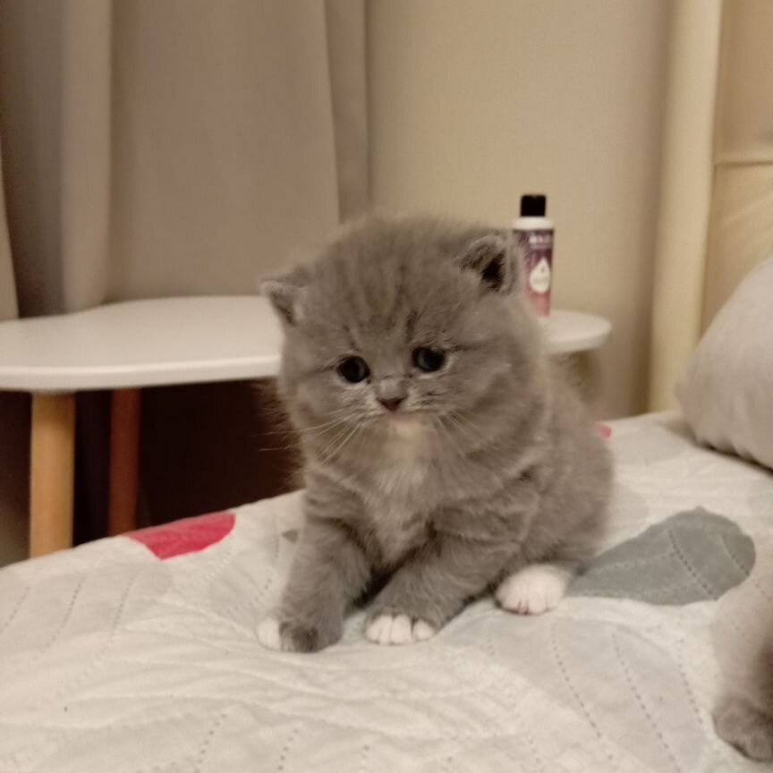 Британские котята