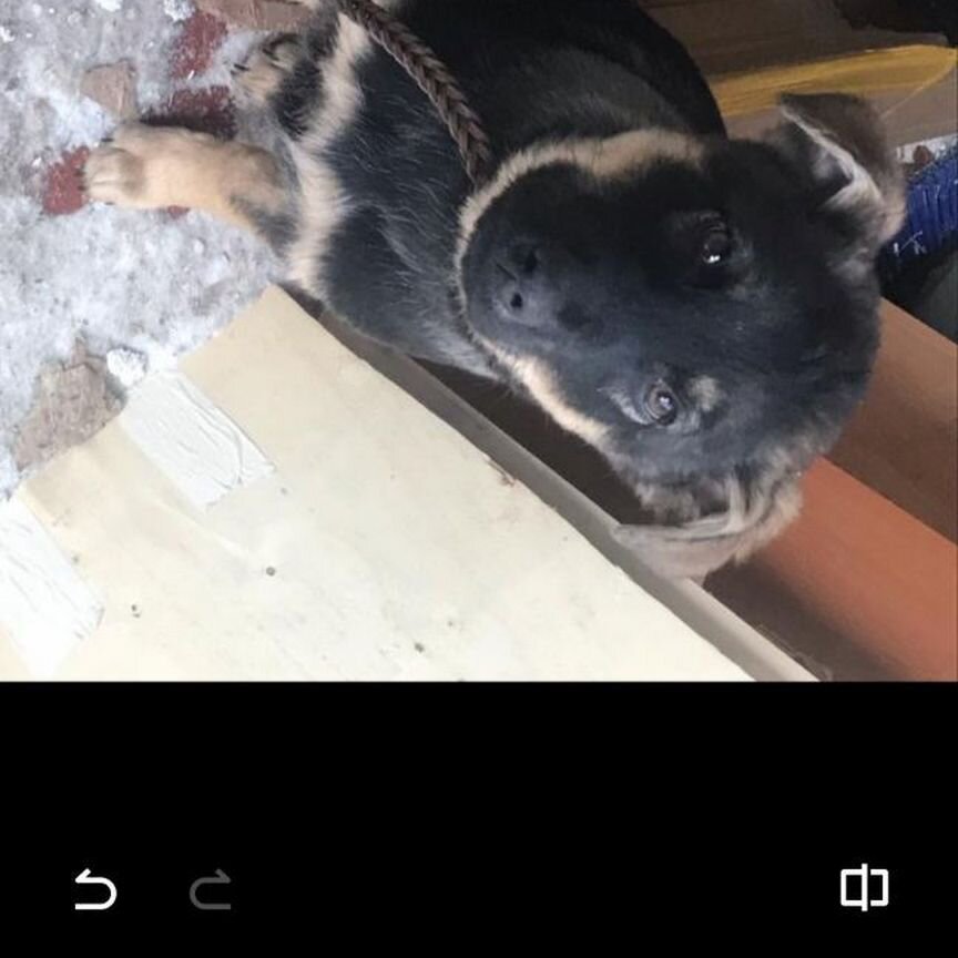 Отдам маленького сторожа