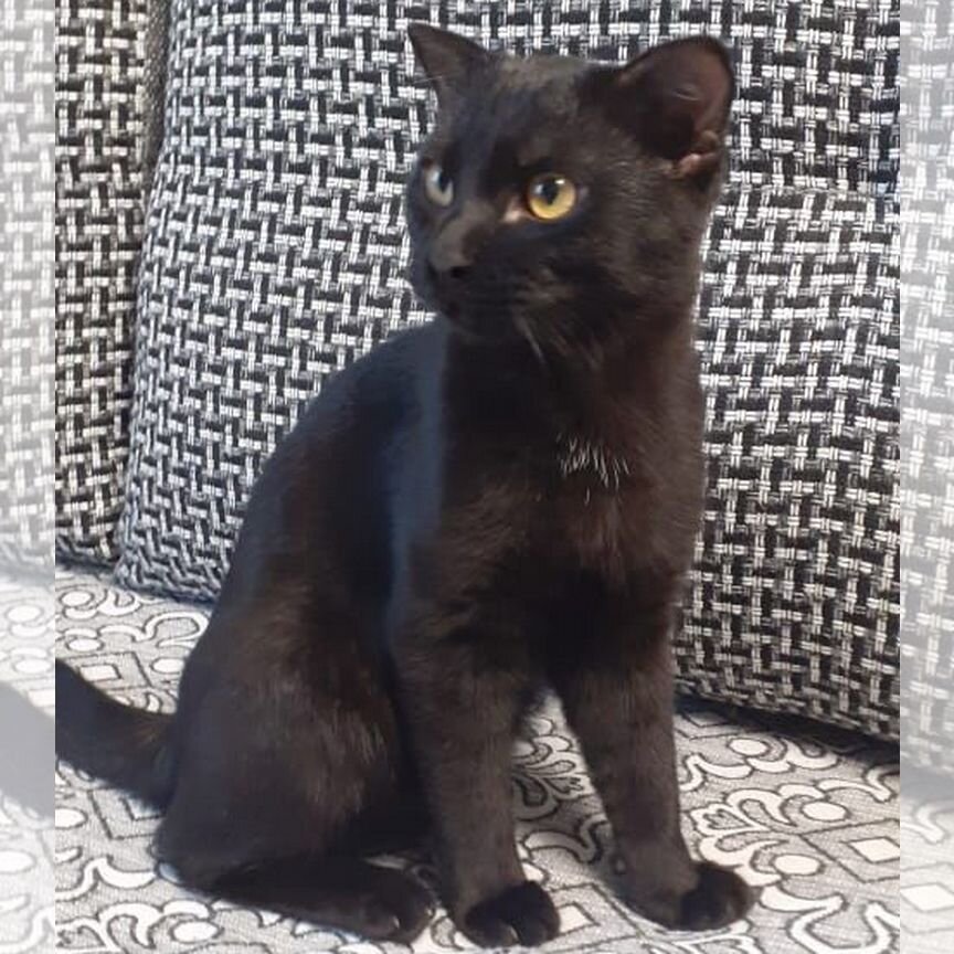 Котёнок Бароша