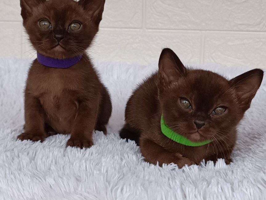 Бурманские котята. Кошка