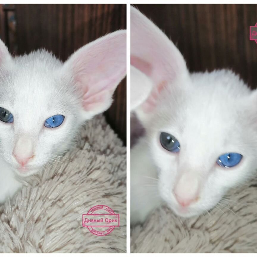 Ориентальные котята