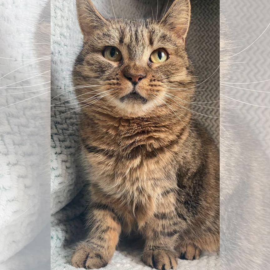 Взрослая, кошка в добрые руки