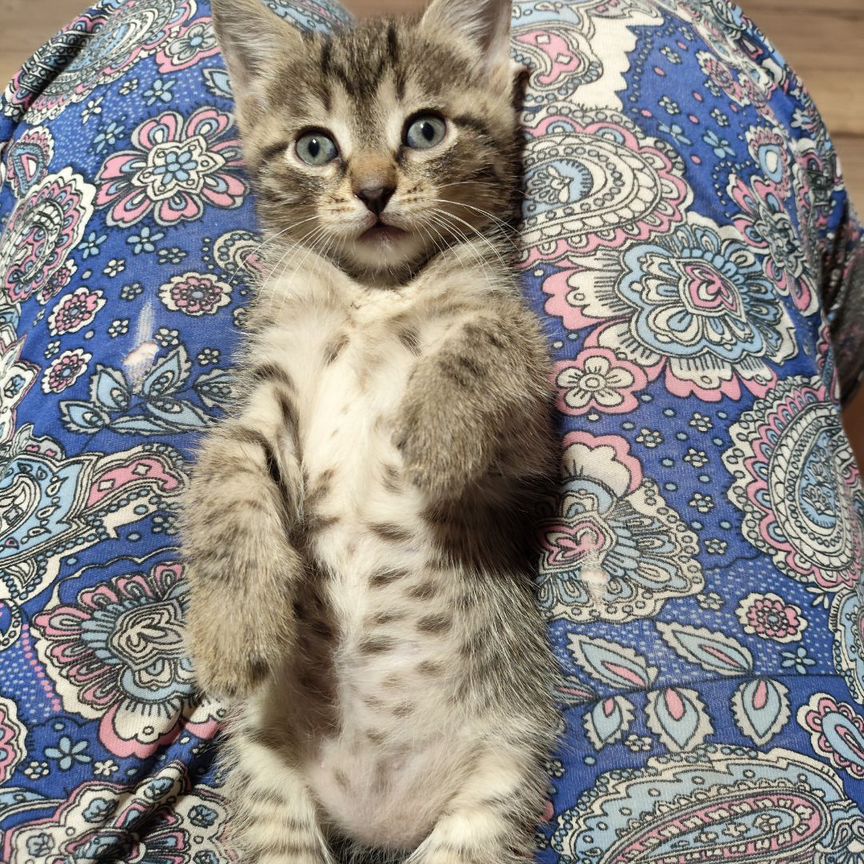 Котенок
