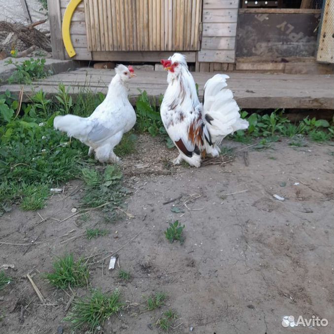 Пара Алтайских Бентамок