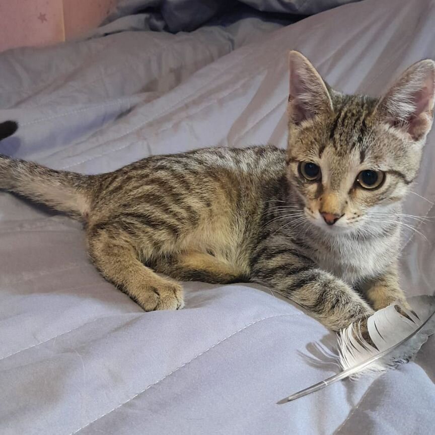 Котенок в добрые руки