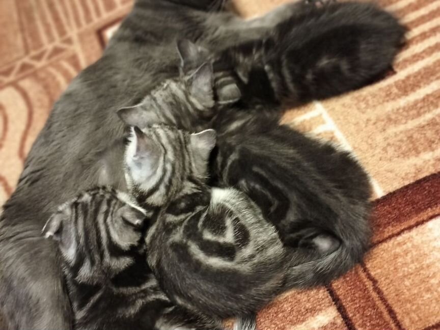 Британская