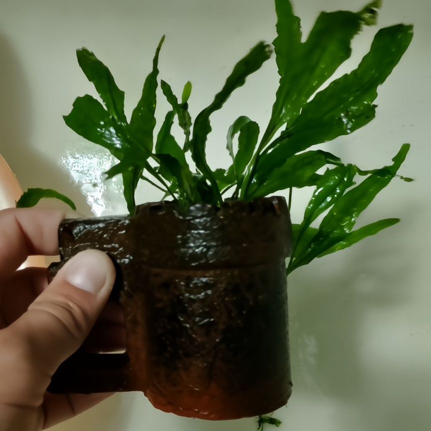 Растения и сачок для аквариумов