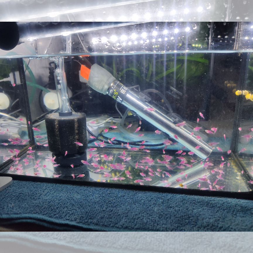 Тернеция малиновая мальки