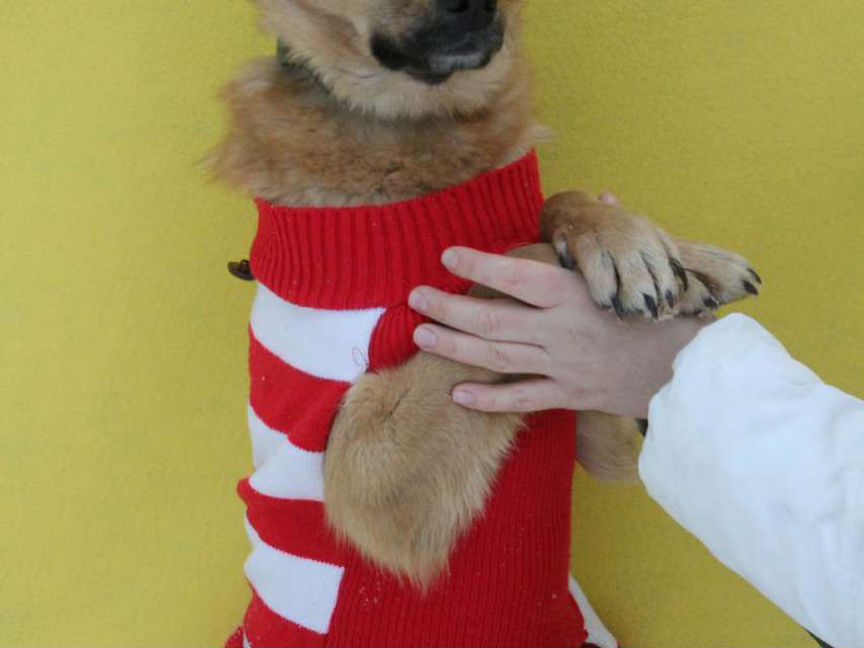 Милая собака Меренга в дар