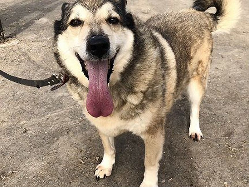 Бутон: вместо Италии Некрасовка