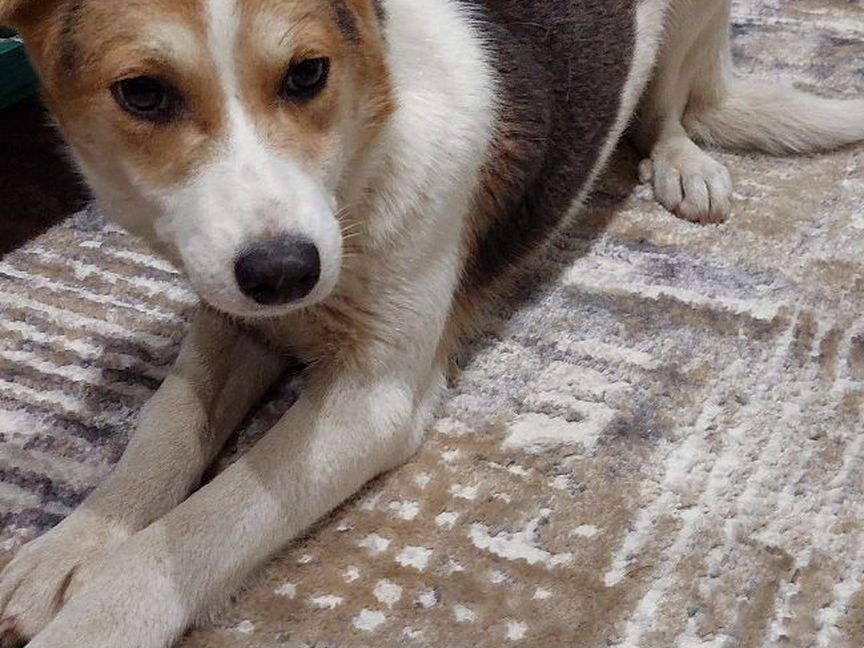 Верба, 5 месяцев