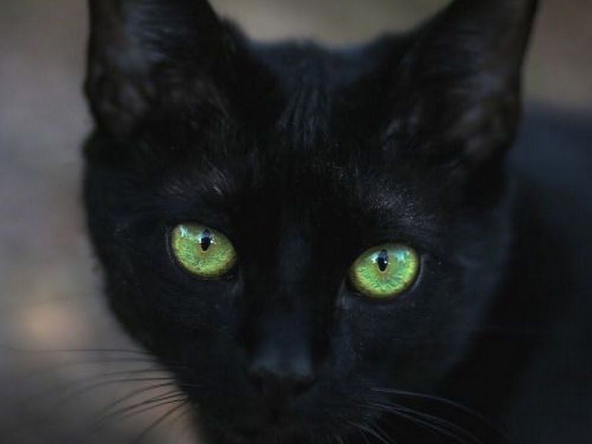 Кошка