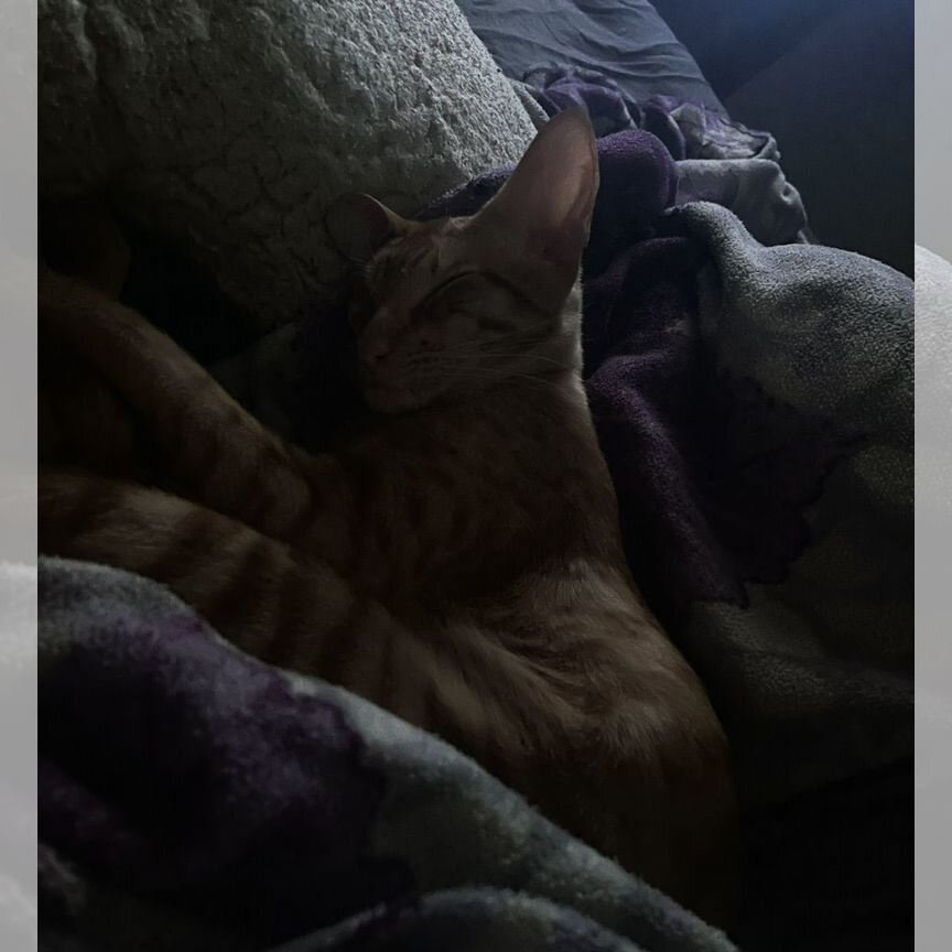 Ориентальный кот, вязка