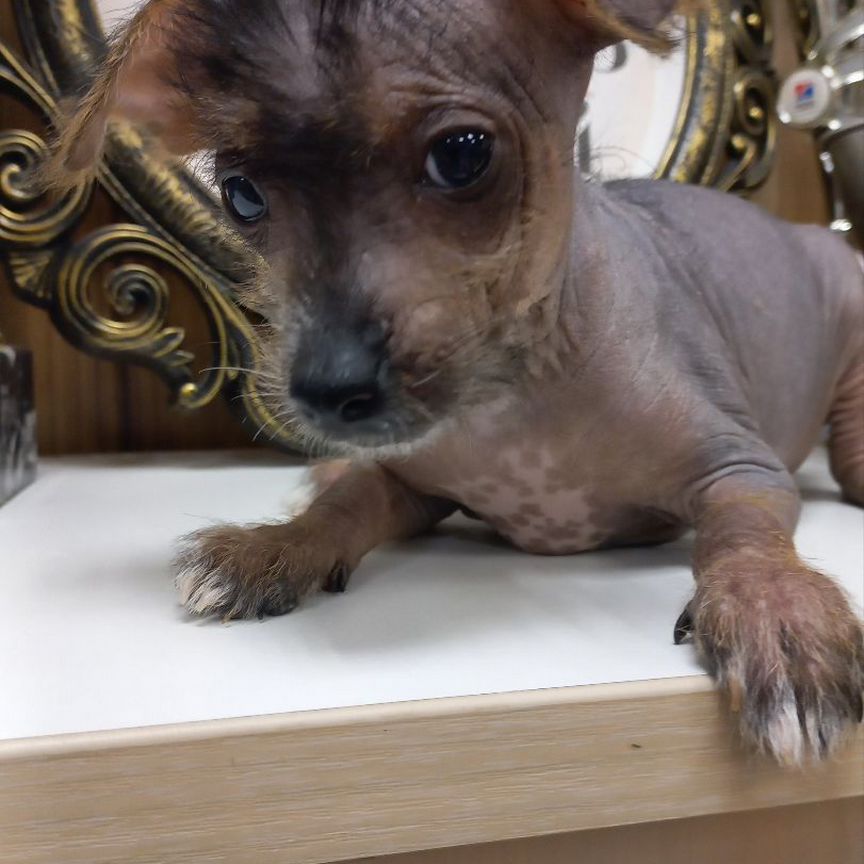 Голая девочка, дитя любви